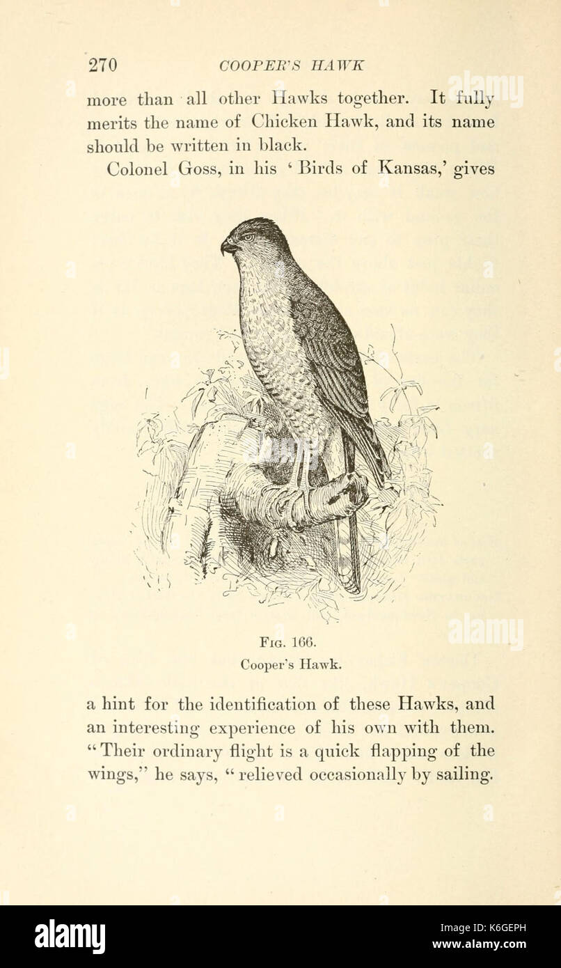 Birds of village and field BHL7288938 Stock Photo - Alamy