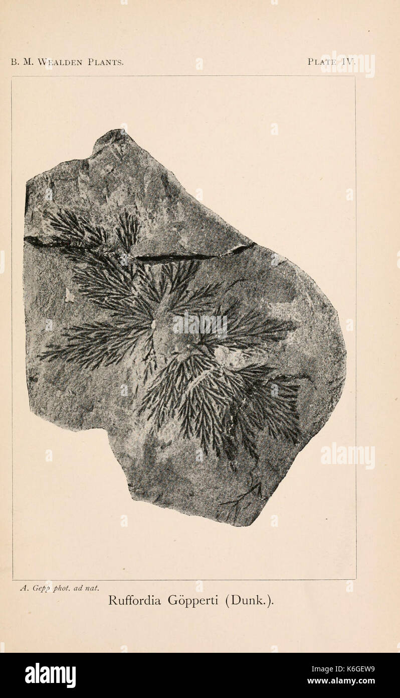 Catalogue of the Mesozoic plants in the Department of Geology, British ...