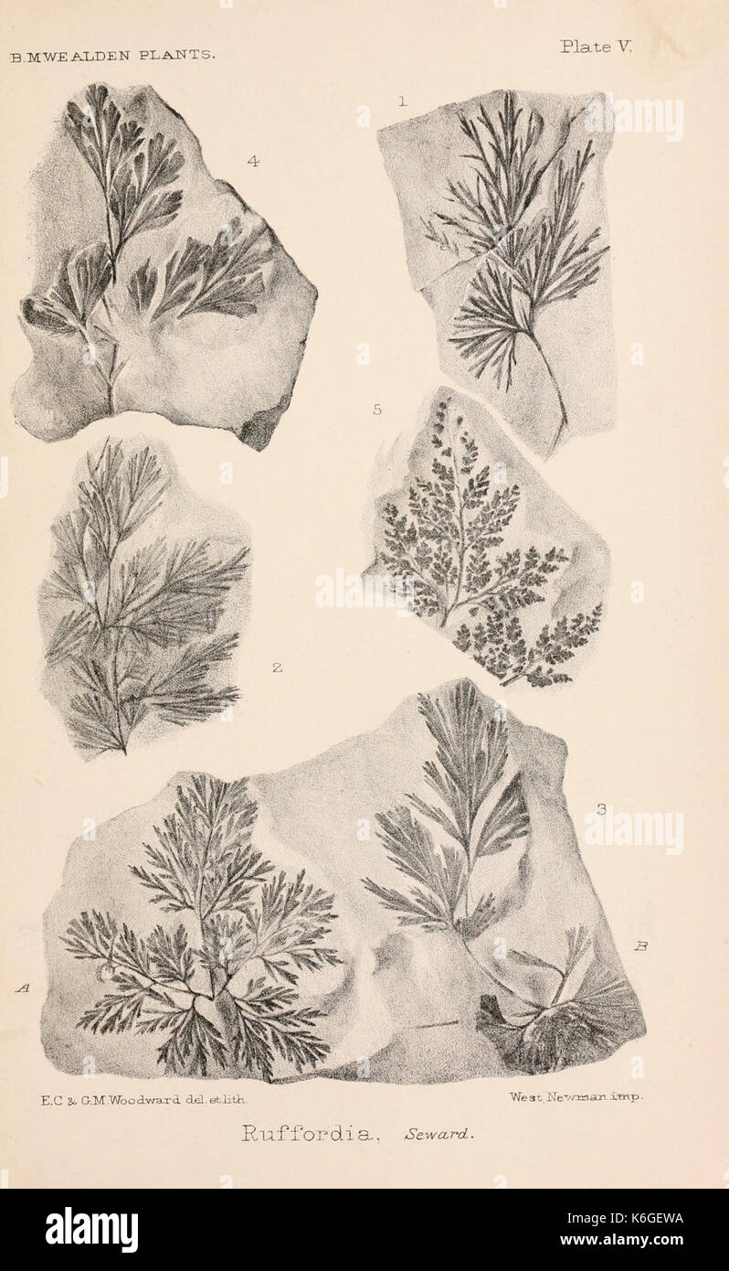 Catalogue of the Mesozoic plants in the Department of Geology, British ...