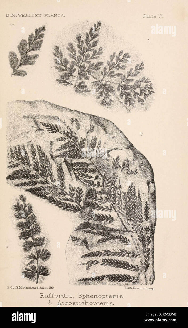 Catalogue of the Mesozoic plants in the Department of Geology, British ...