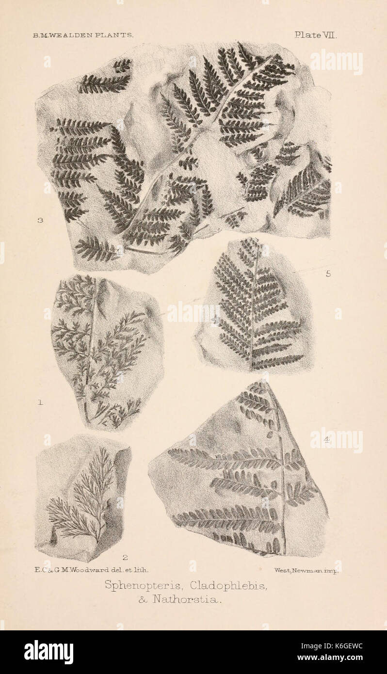 Catalogue of the Mesozoic plants in the Department of Geology, British ...