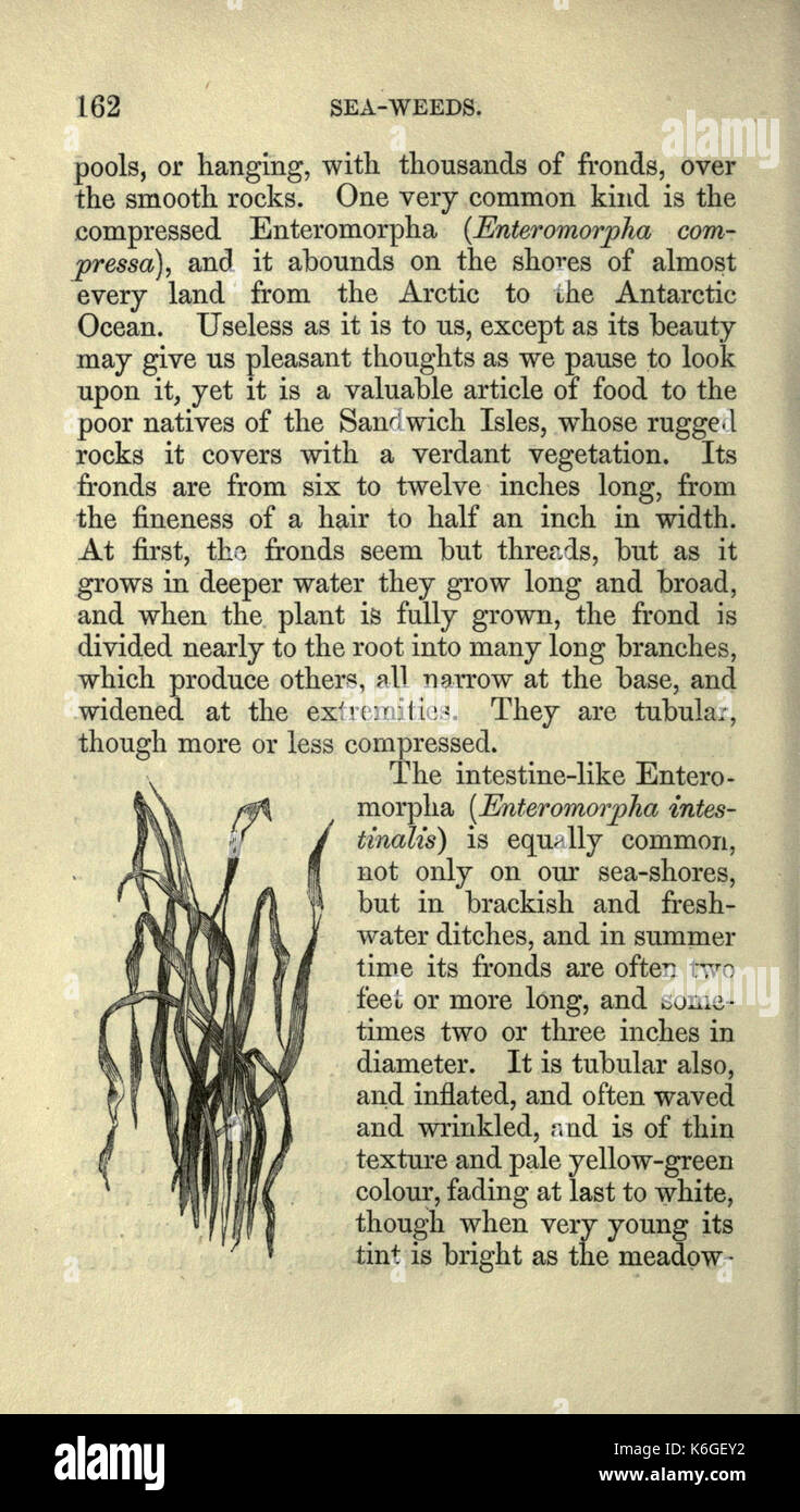 Chapters on the common things of the sea coast (Page 162) BHL23896913 ...