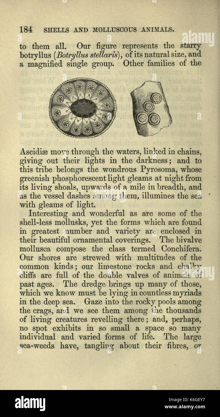 Chapters on the common things of the sea coast (Page 184) BHL23896935 ...