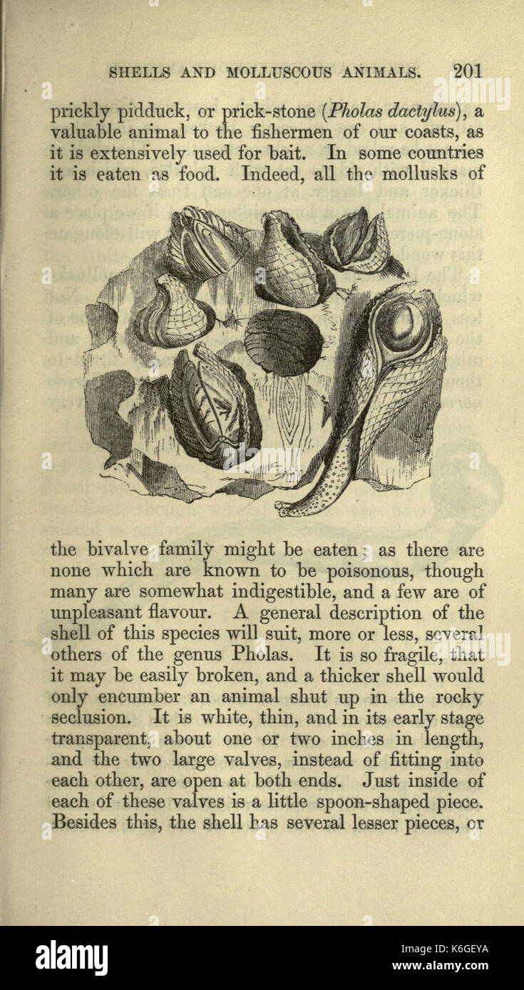 Chapters on the common things of the sea coast (Page 201) BHL23896952 ...