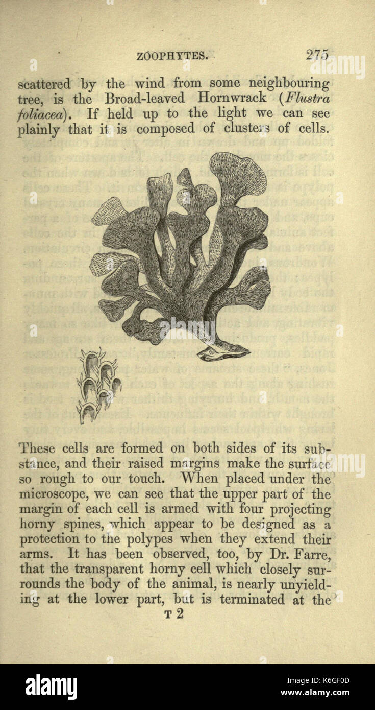 Chapters on the common things of the sea coast (Page 275) BHL23897026 ...