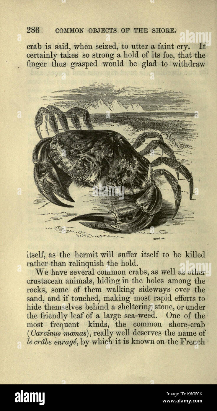 Chapters on the common things of the sea coast (Page 286) BHL23897037 ...
