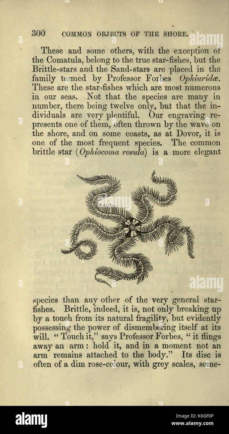 Chapters on the common things of the sea coast (Page 300) BHL23897051 ...
