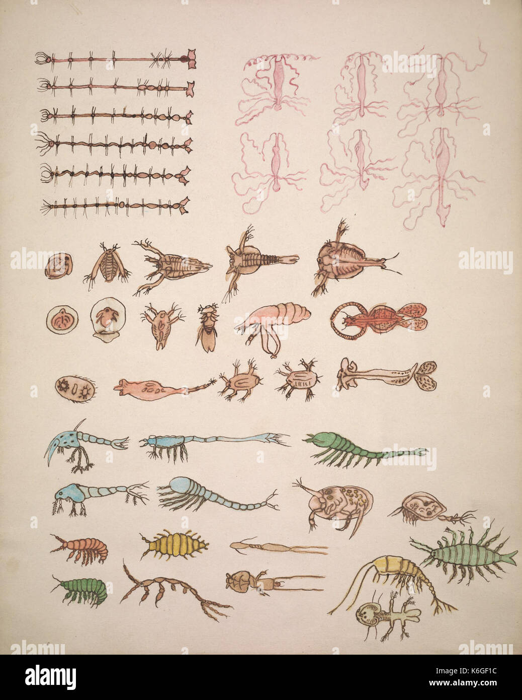 Drawings illustrating the Lowell Lectures on comparative embryology ...