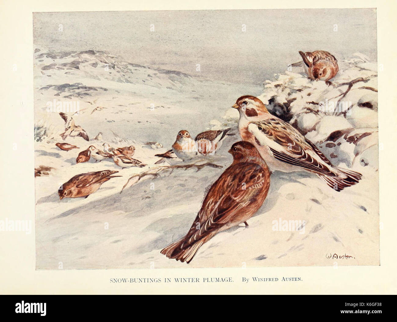 08 birds pictorial works hi-res stock photography and images - Alamy