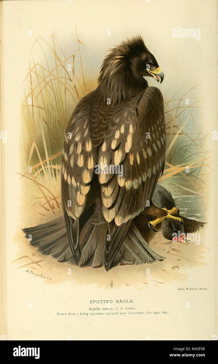 Coloured figures of the birds of the British Islands issued by Lord ...