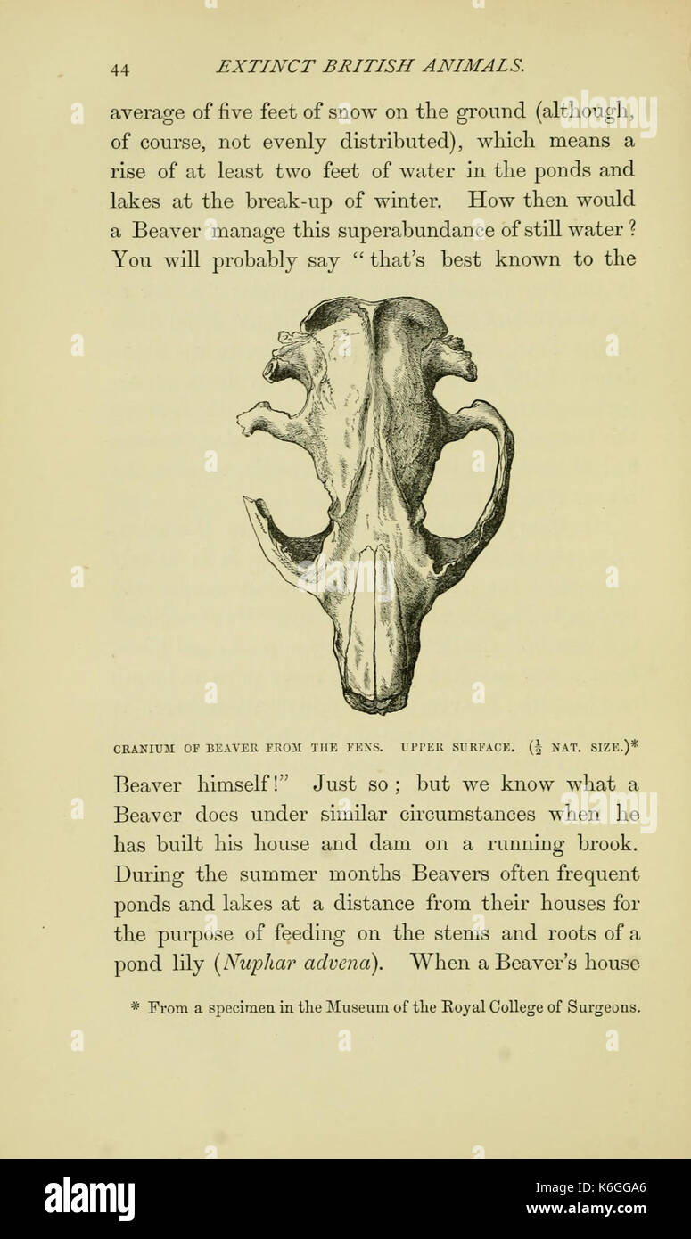 British animals extinct within historic times BHL12328717 Stock Photo ...
