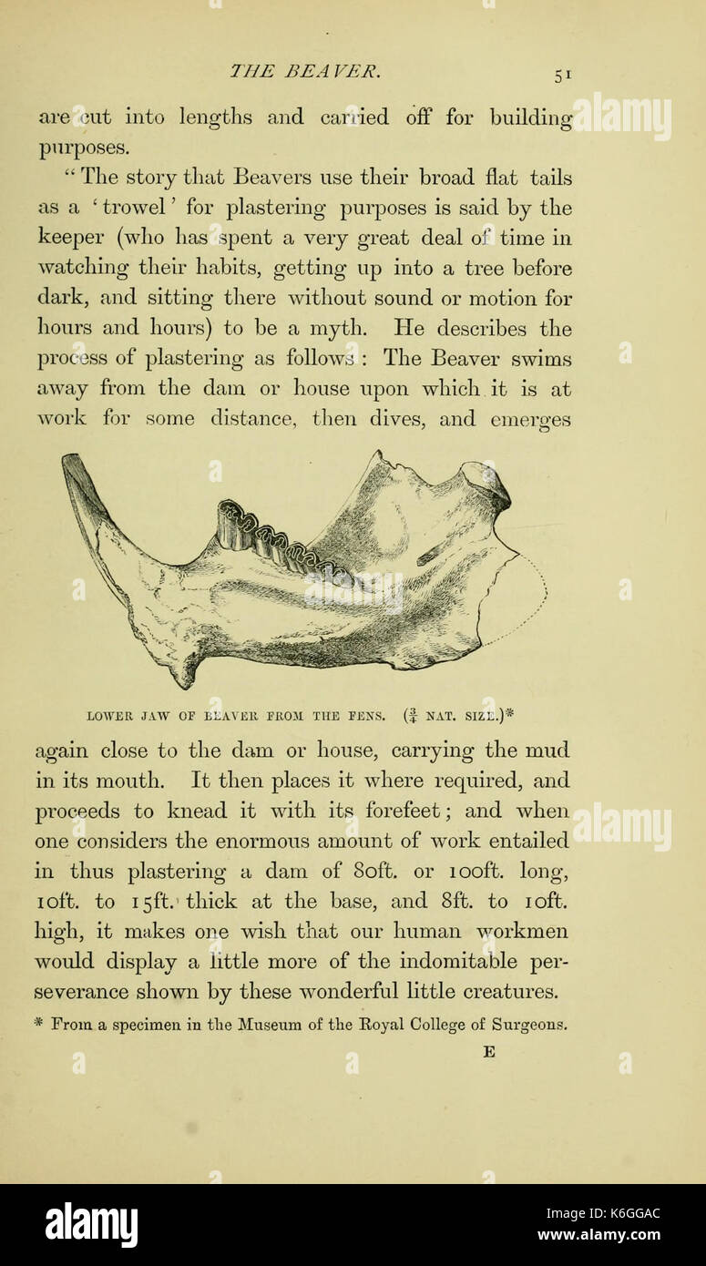 British animals extinct within historic times BHL12328724 Stock Photo ...