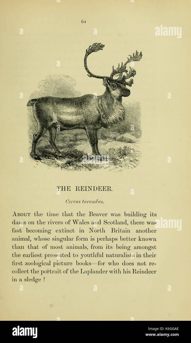 British animals extinct within historic times BHL12328734 Stock Photo ...