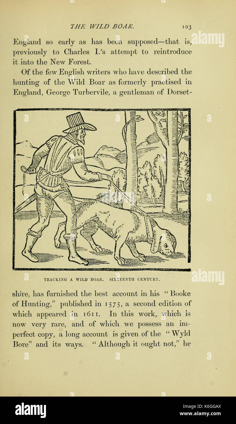 British animals extinct within historic times BHL12328776 Stock Photo ...