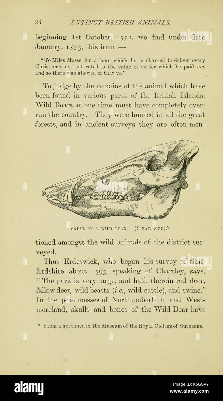 British animals extinct within historic times BHL12328759 Stock Photo ...