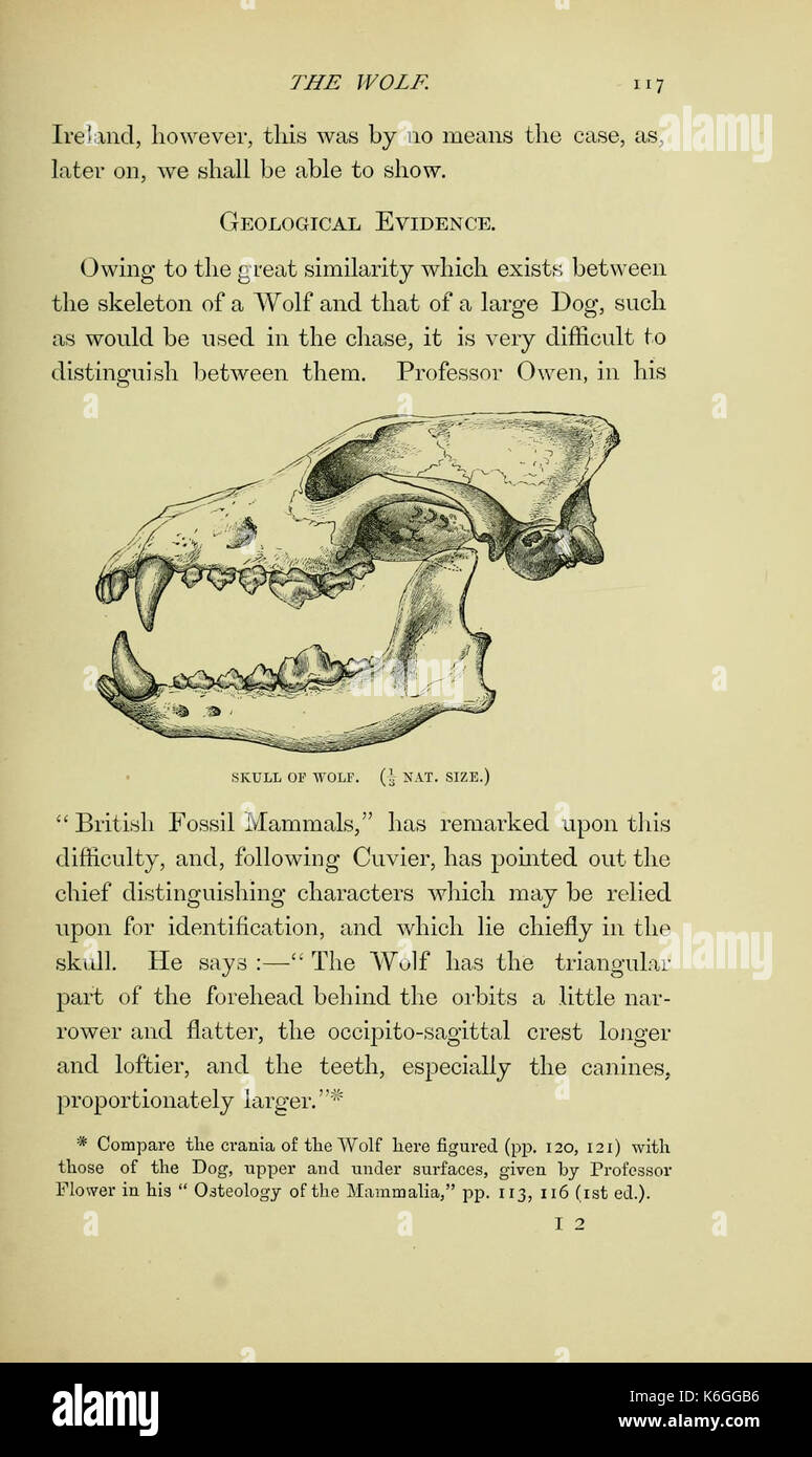 British animals extinct within historic times BHL12328790 Stock Photo ...