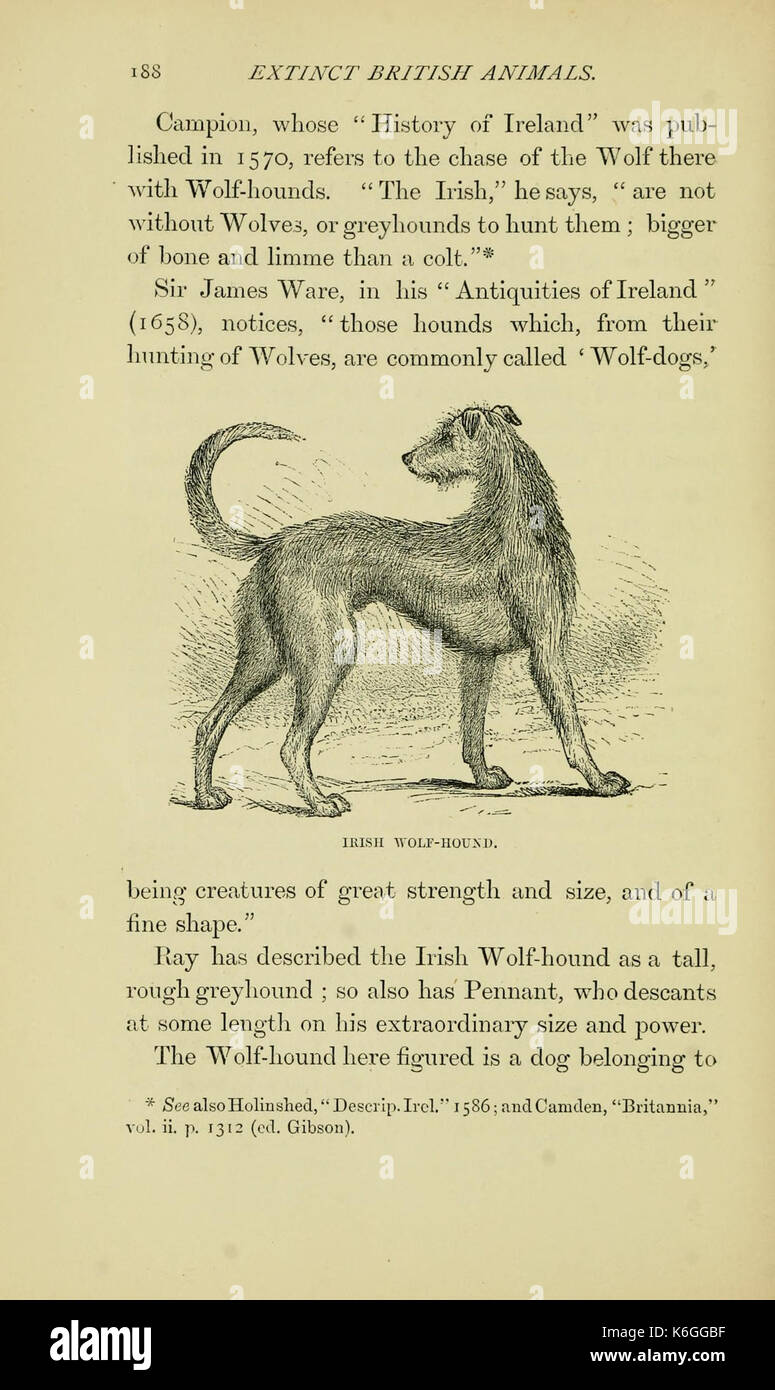 British animals extinct within historic times BHL12328861 Stock Photo ...