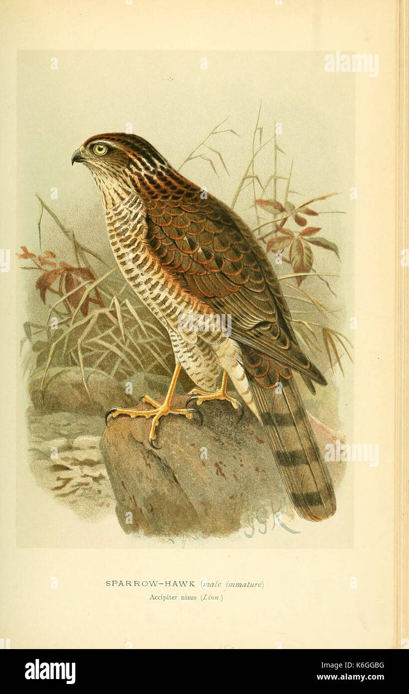 Coloured figures of the birds of the British Islands issued by Lord ...
