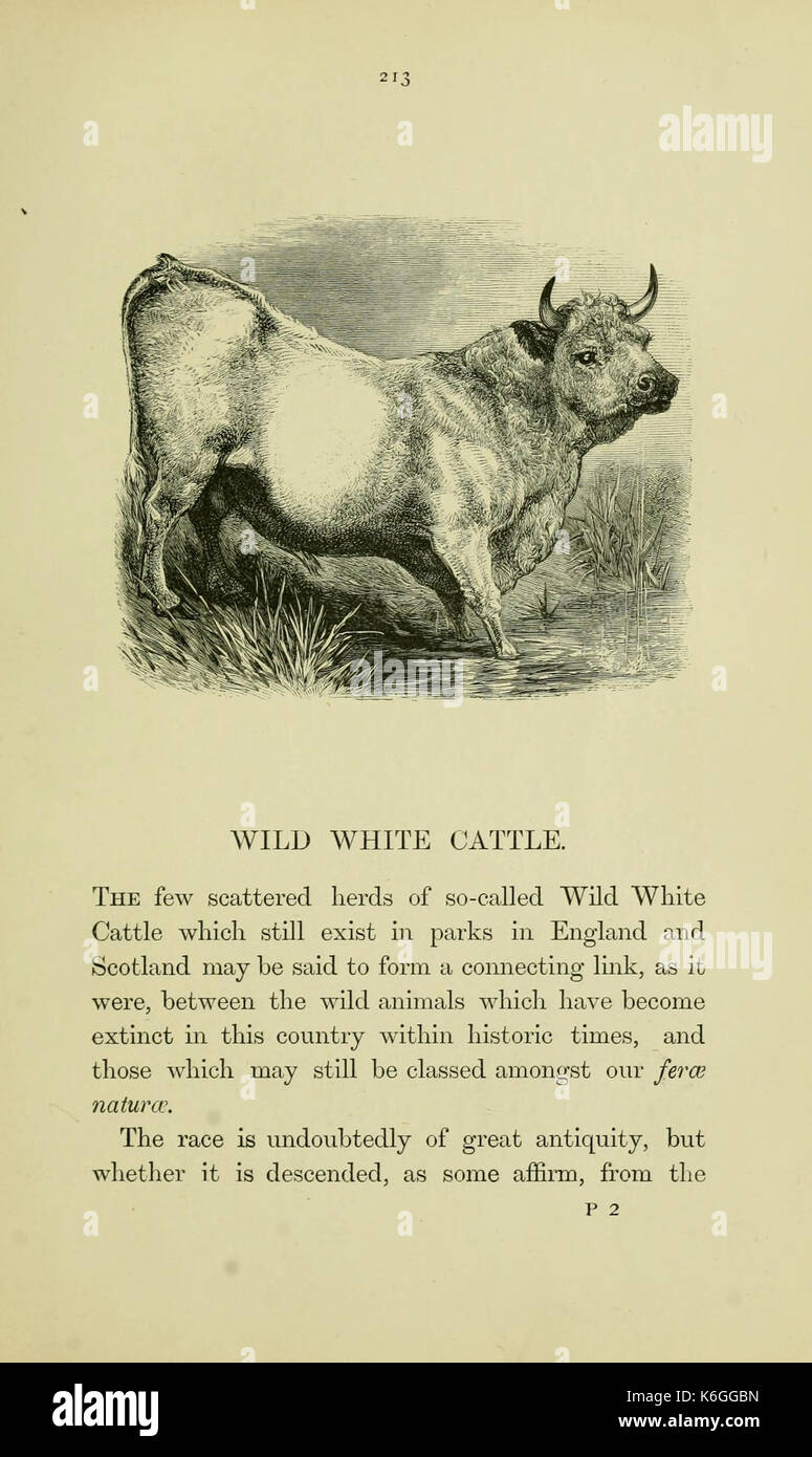 Extinct species within hi-res stock photography and images - Alamy