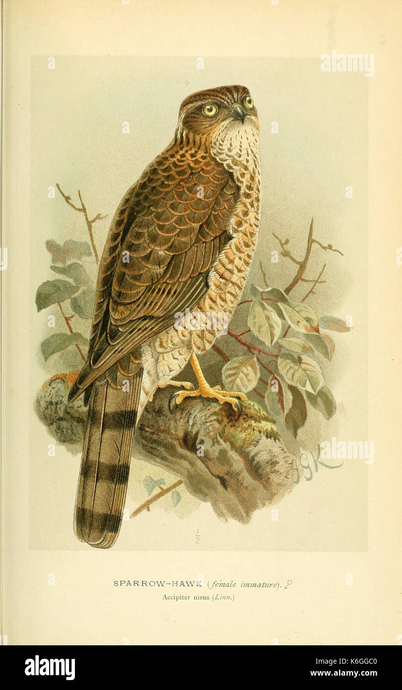 Coloured figures of the birds of the British Islands issued by Lord ...