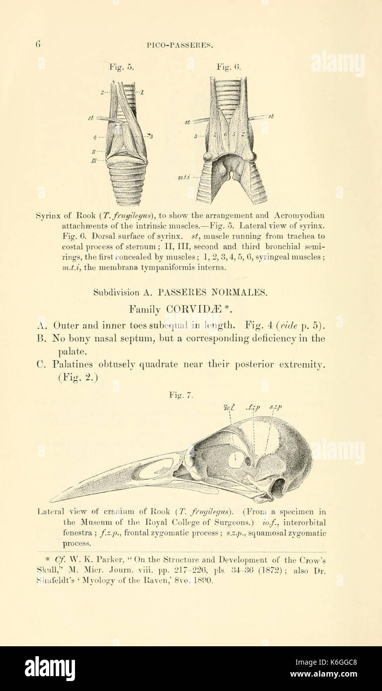 Catalogue of the specimens illustrating the osteology of vertebrated ...