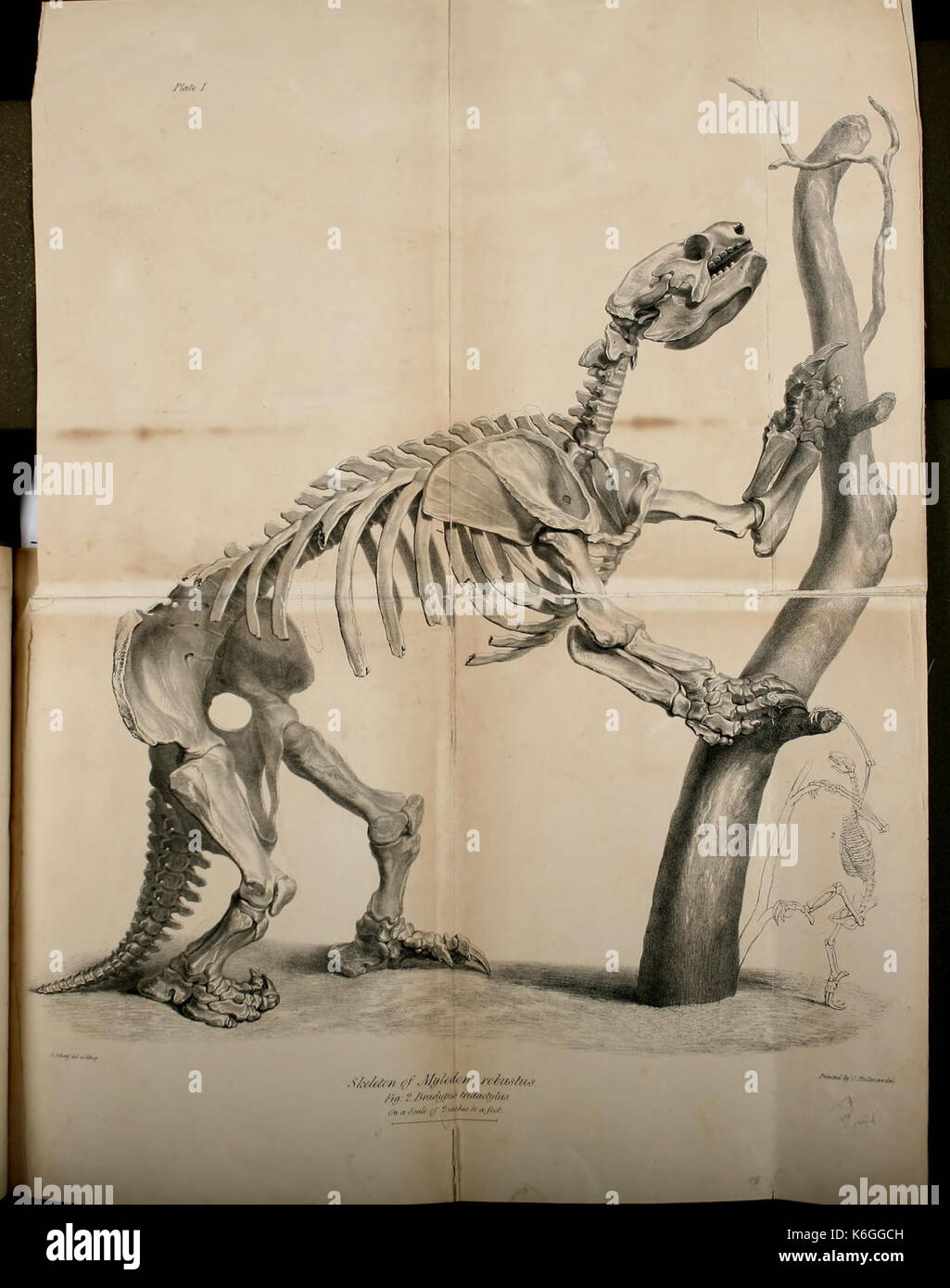 Description of the skeleton of an extinct gigantic Sloth, Mylodon ...