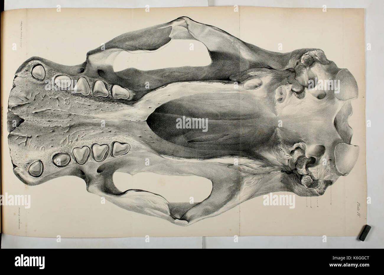 Description of the skeleton of an extinct gigantic Sloth, Mylodon ...