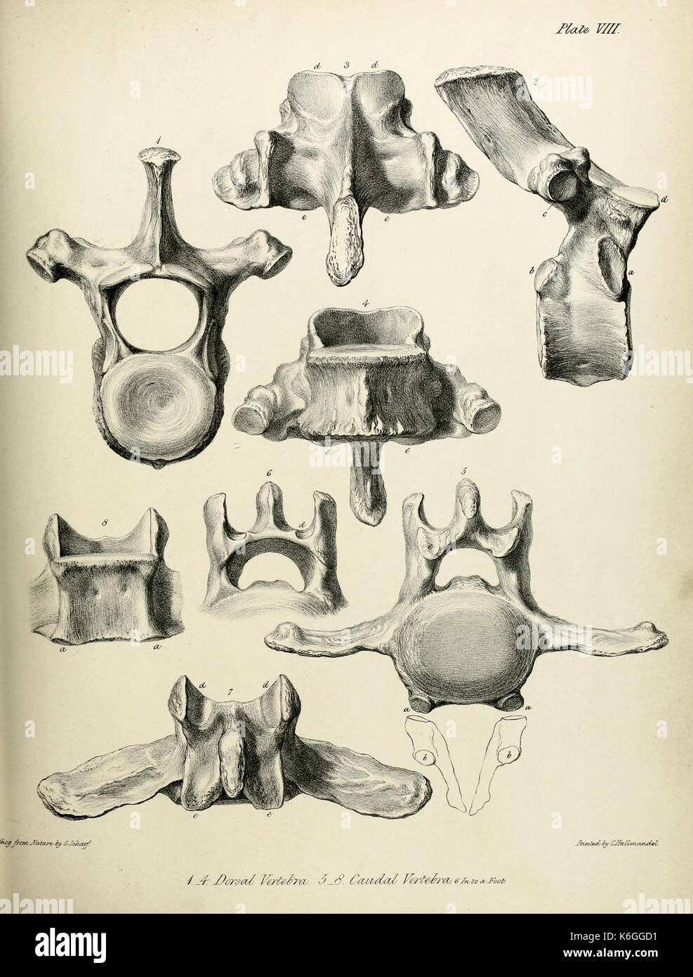 Description of the skeleton of an extinct gigantic Sloth, Mylodon ...