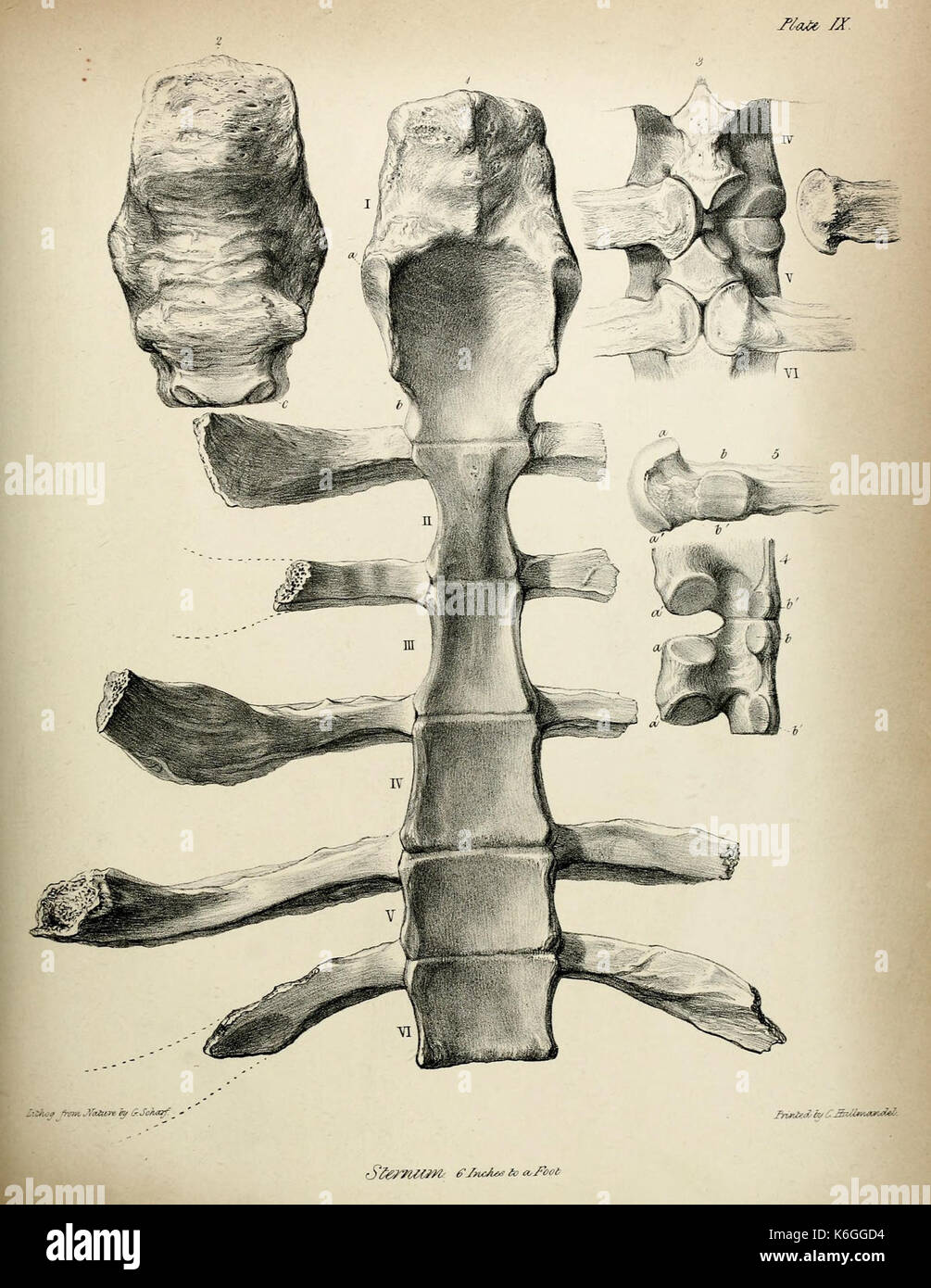 Description of the skeleton of an extinct gigantic Sloth, Mylodon ...