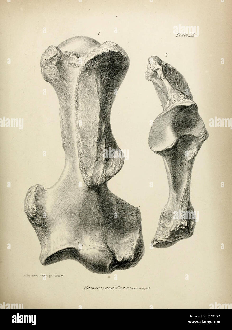 Description of the skeleton of an extinct gigantic Sloth, Mylodon ...