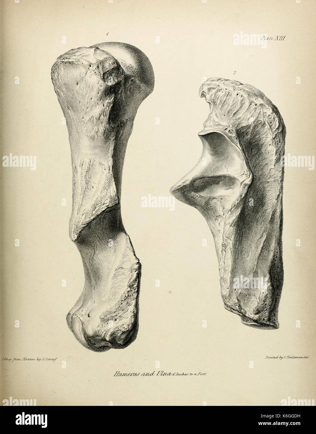 Description of the skeleton of an extinct gigantic Sloth, Mylodon ...