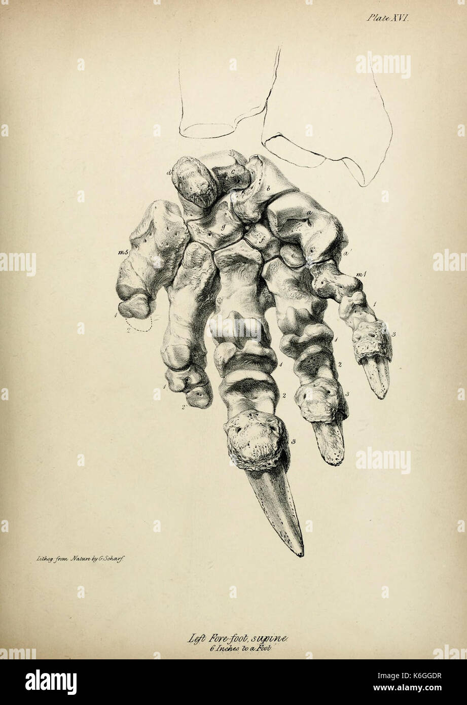 Description of the skeleton of an extinct gigantic Sloth, Mylodon ...