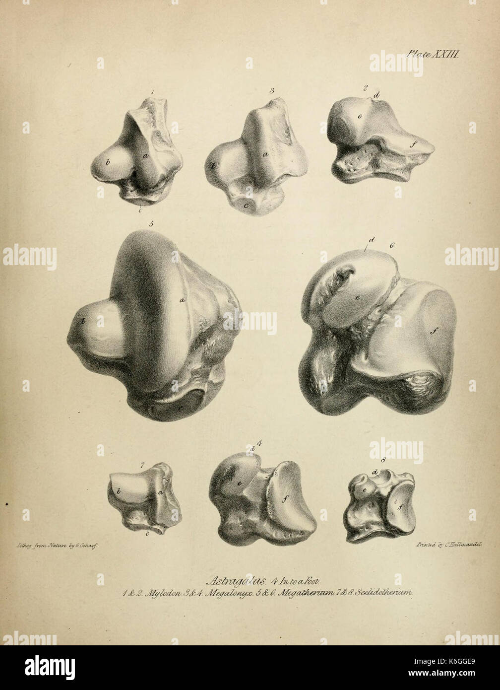 Description of the skeleton of an extinct gigantic Sloth, Mylodon ...