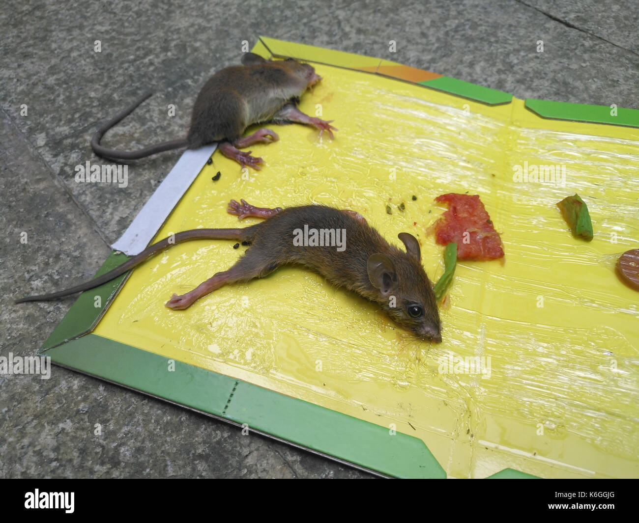 Mousetraps hi-res stock photography and images - Alamy