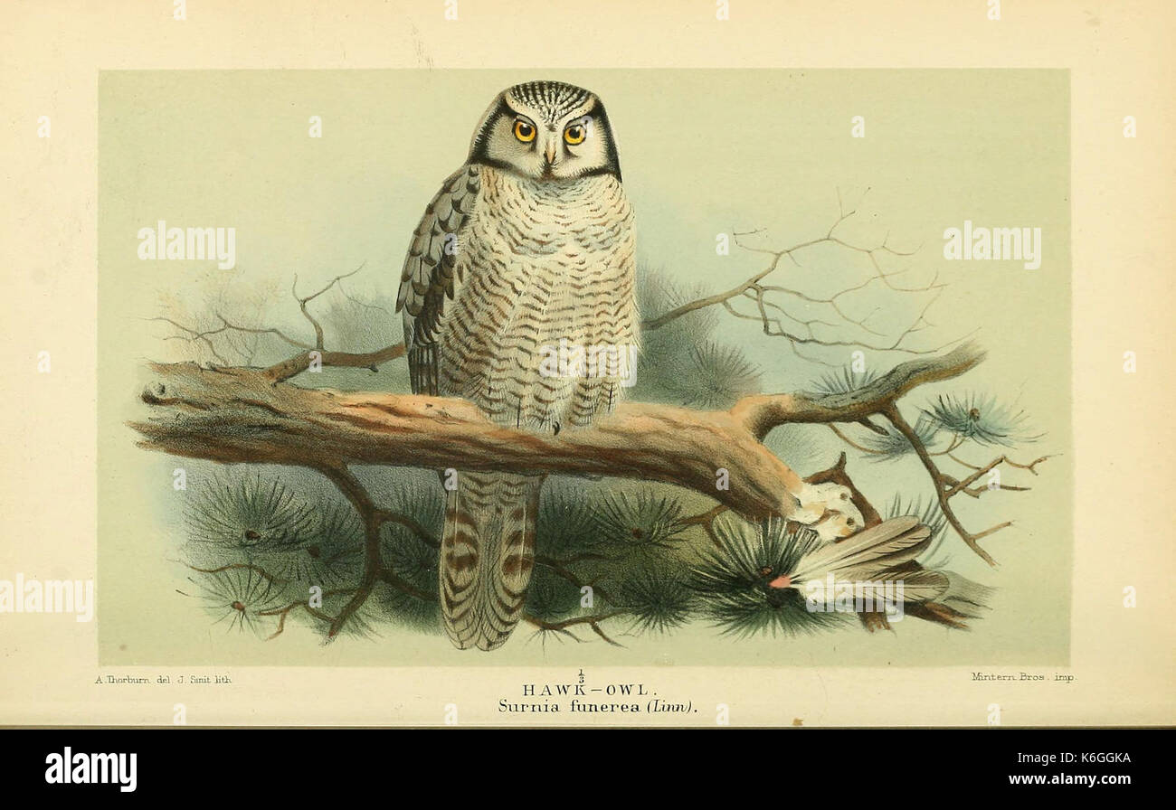 Coloured figures of the birds of the British Islands issued by Lord ...