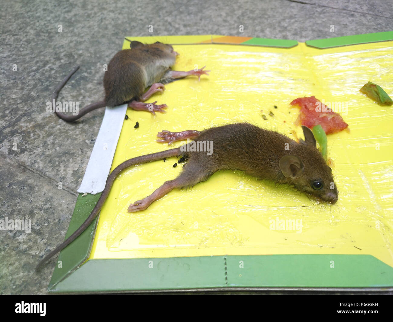 Mice catcher hi-res stock photography and images - Alamy