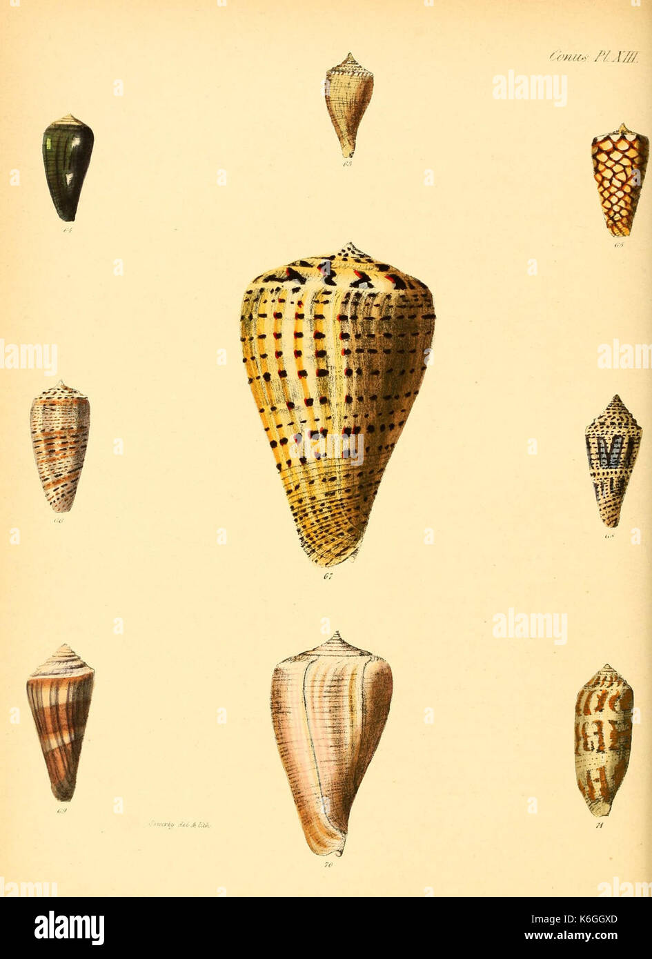 Conchologia iconica, or, Illustrations of the shells of molluscous ...
