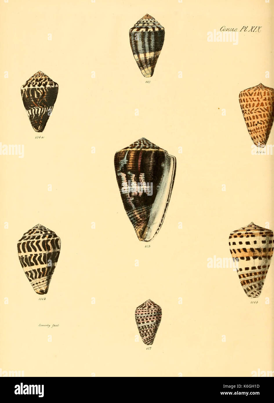 Conchologia iconica, or, Illustrations of the shells of molluscous ...