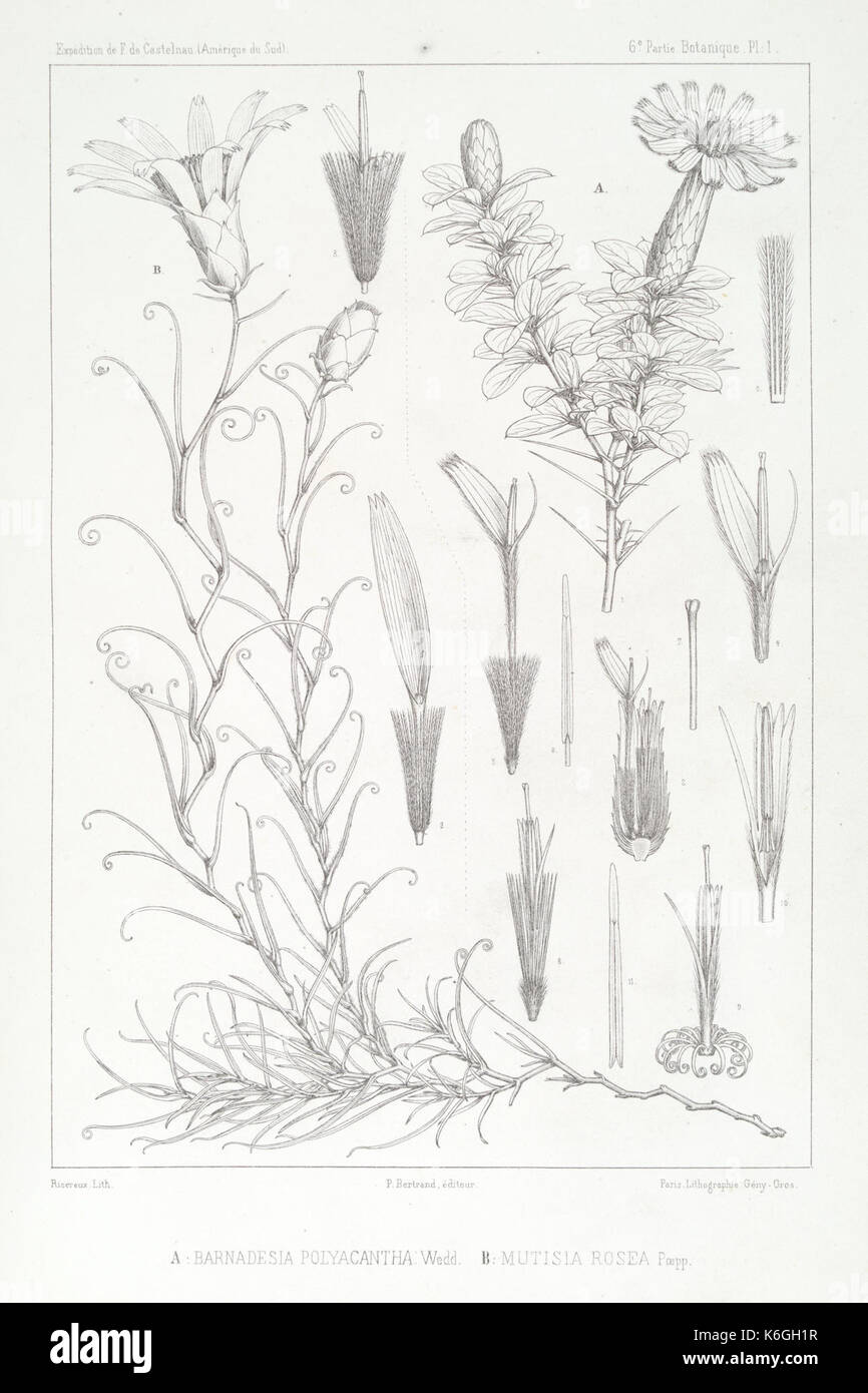 Chloris andina hi-res stock photography and images - Alamy