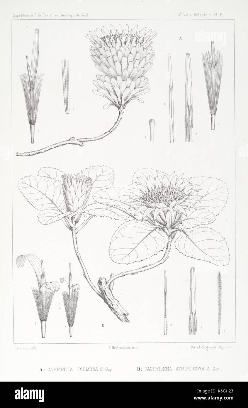 Chloris andina hi-res stock photography and images - Alamy