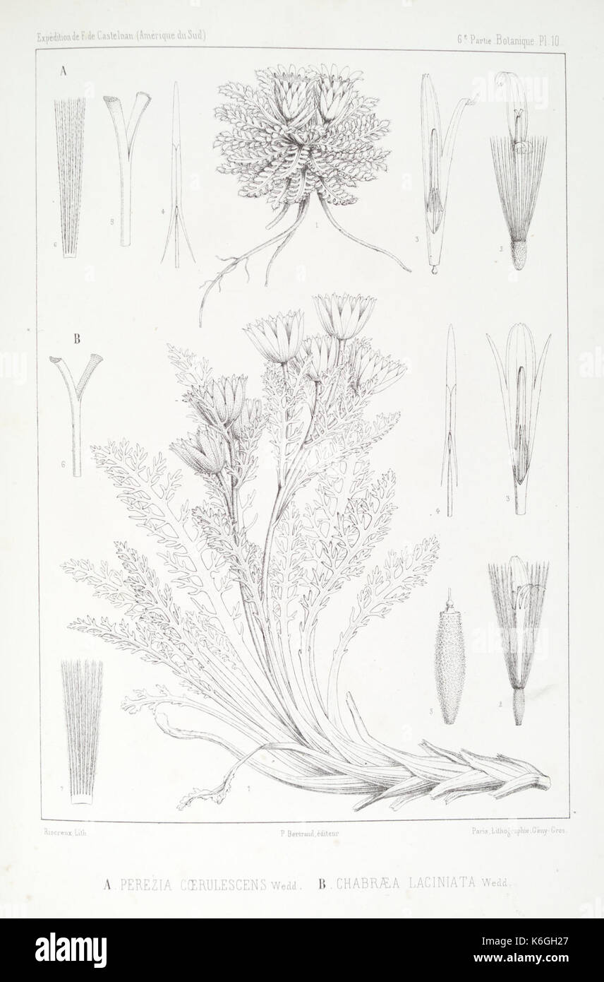 Chloris andina hi-res stock photography and images - Alamy