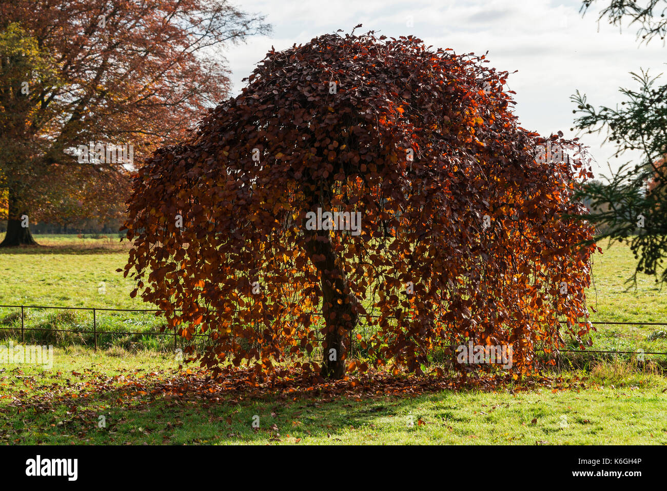 A tree in autumn Stock Photo - Alamy