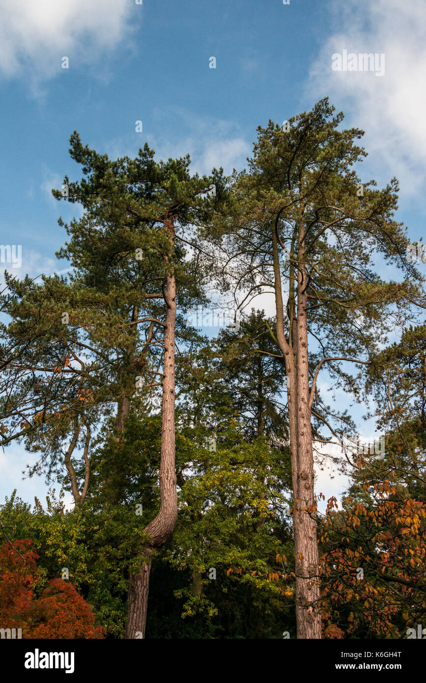Pinus nigra crimean pine pallasiana hi-res stock photography and images ...