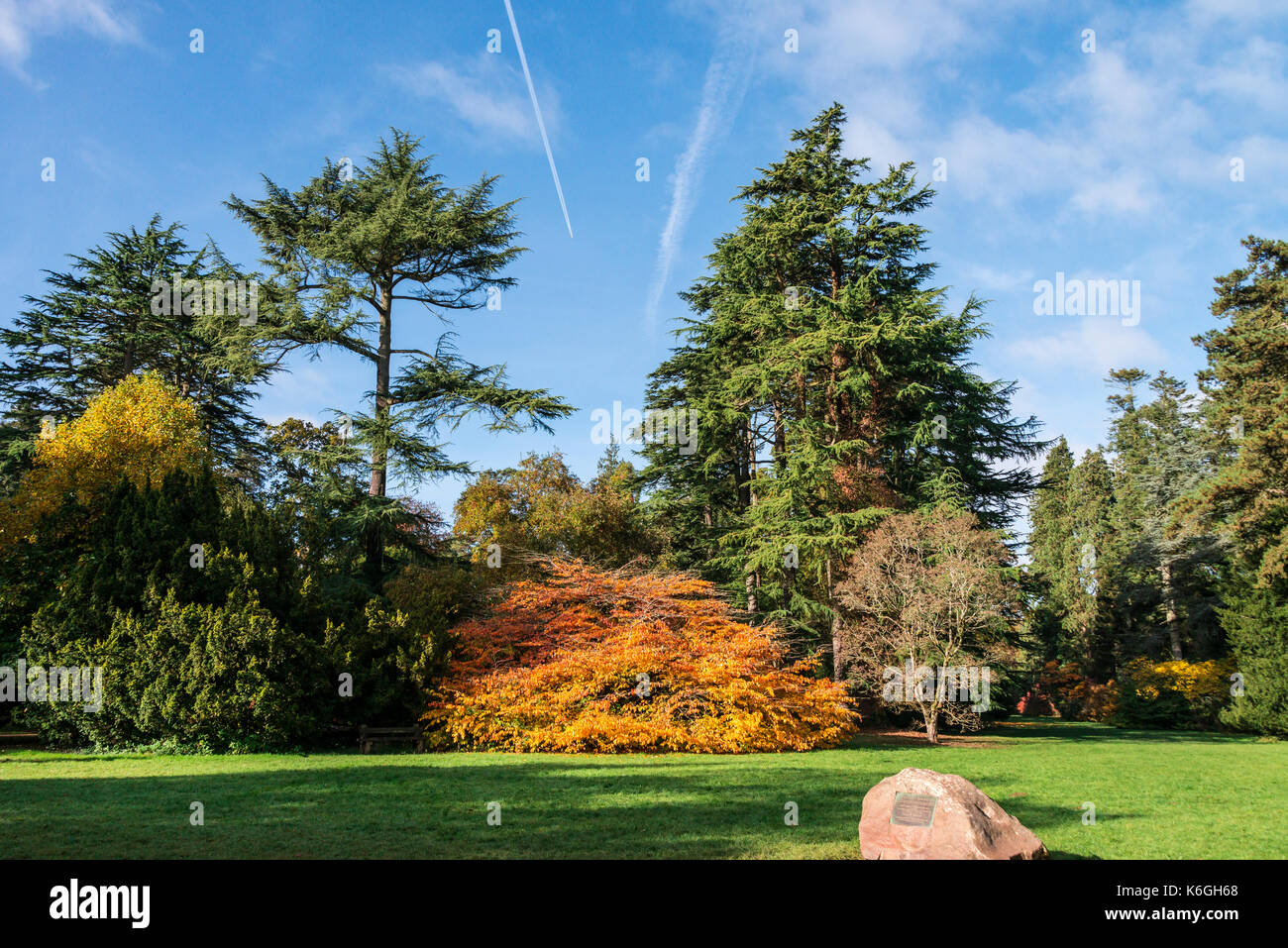 Trees in autumn Stock Photo - Alamy