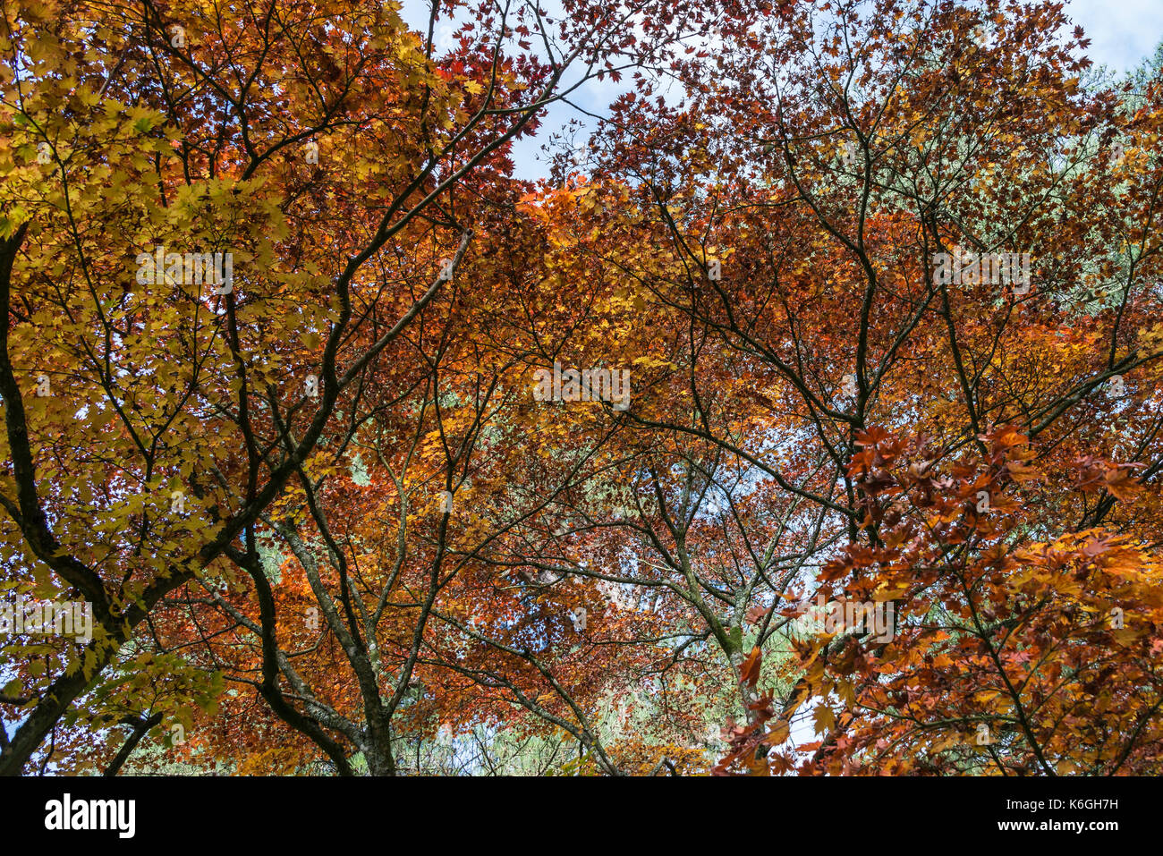 Acer sieboldianum hi-res stock photography and images - Alamy