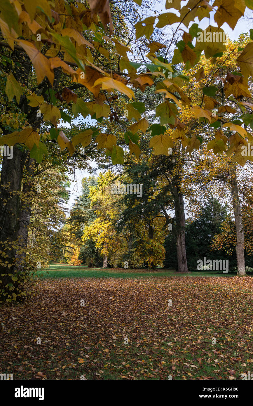 Tulip Tree (liriodendron Tulipifera) High Resolution Stock Photography ...