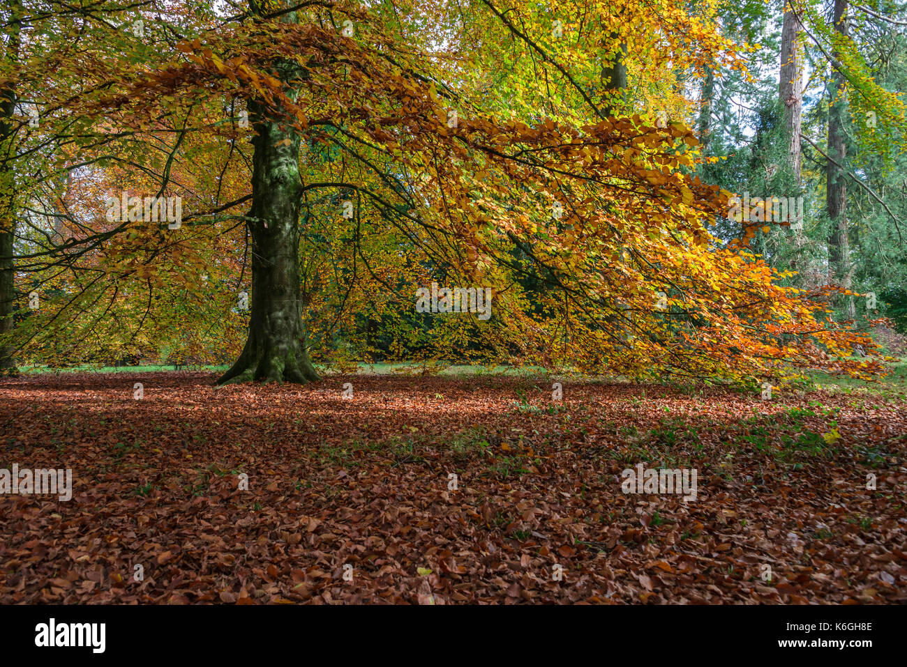 A common beech tree (Fagus sylvatica) in autumn Stock Photo - Alamy