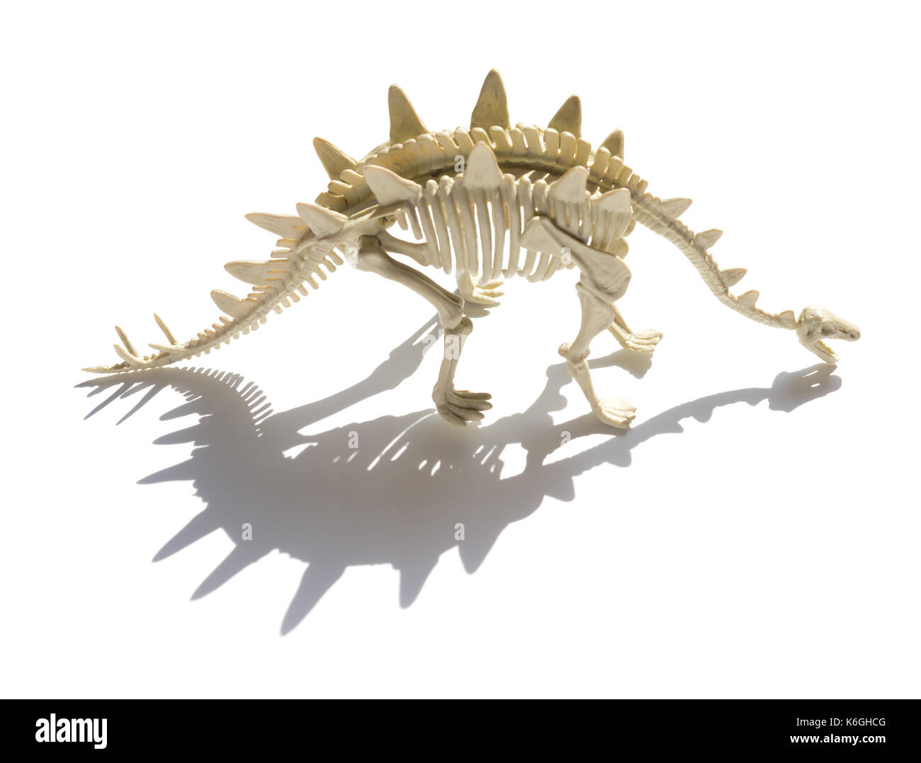 Stegosaurus skeleton hi-res stock photography and images - Alamy