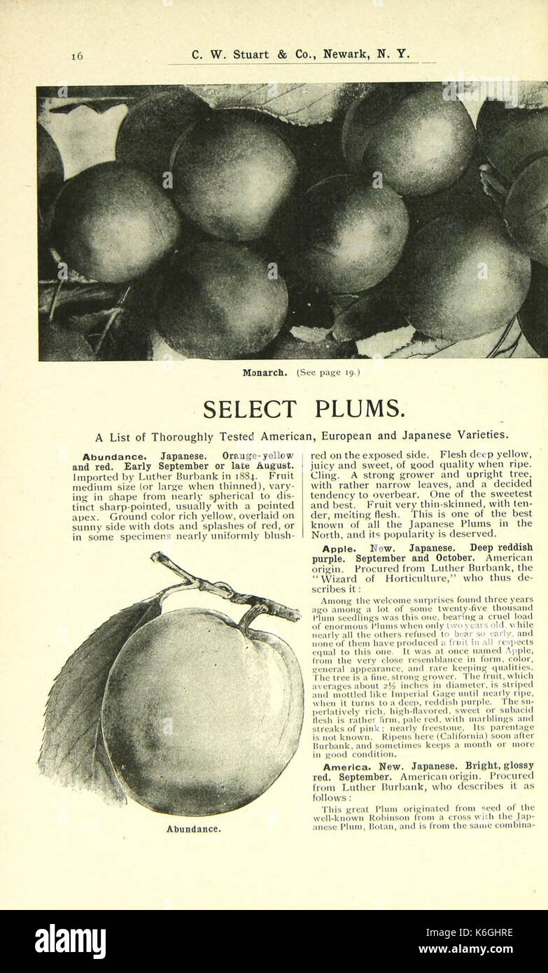 C.W. Stuart and Co. materials (Page 16) BHL47619813 Stock Photo - Alamy
