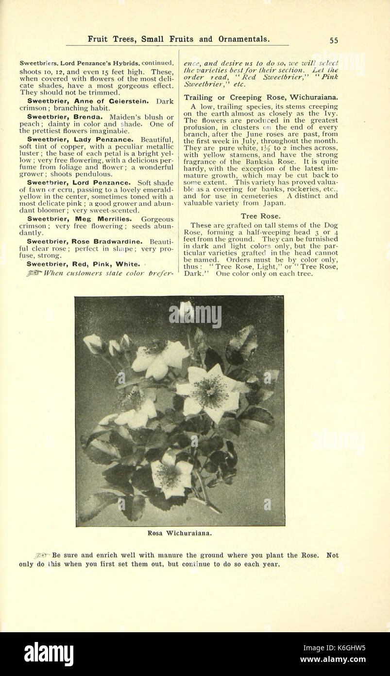 C.W. Stuart and Co. materials (Page 55) BHL47619770 Stock Photo - Alamy